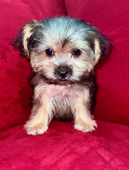 Pocket Puppies Pleasant Prairie Wisconsin - Available Puppies